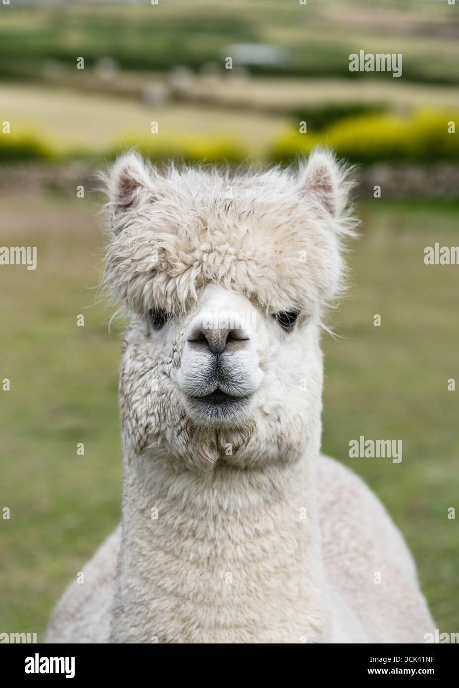 Fluffy Llama Photography