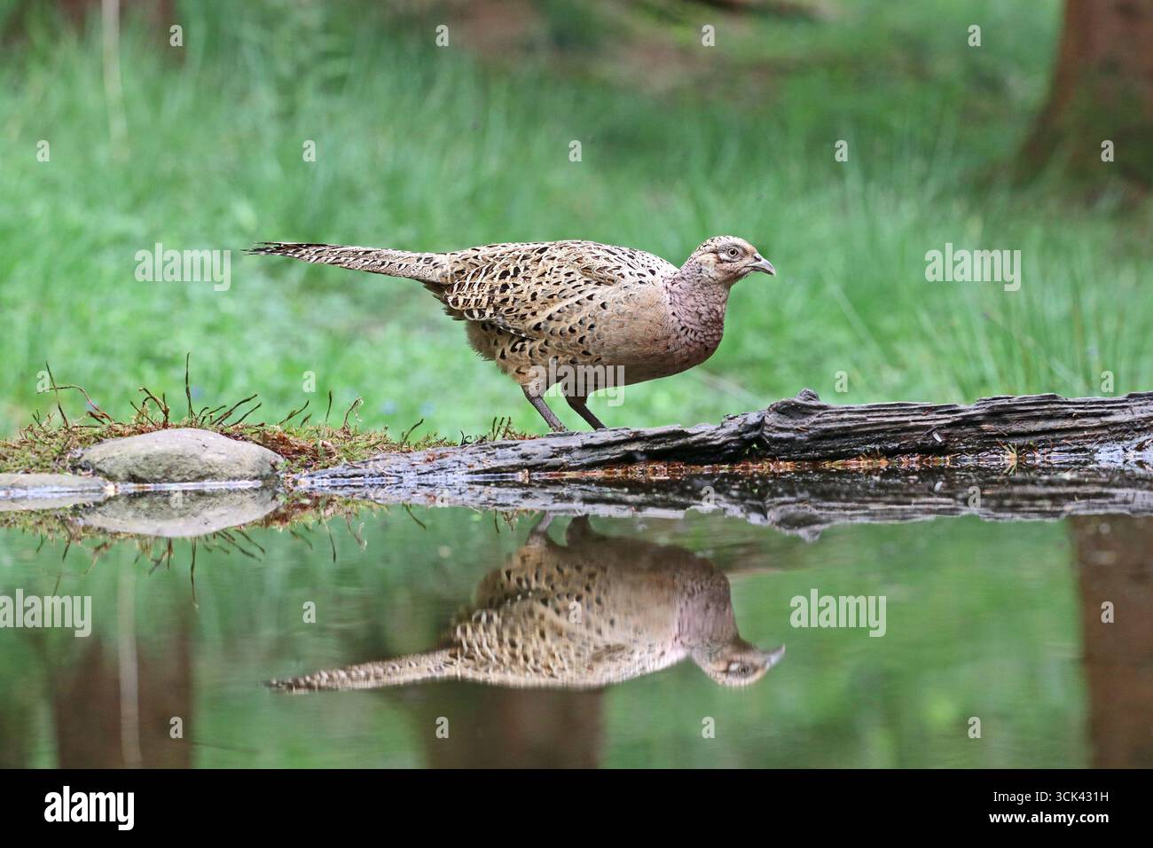 Common pheasant female hi-res stock photography and images - Alamy