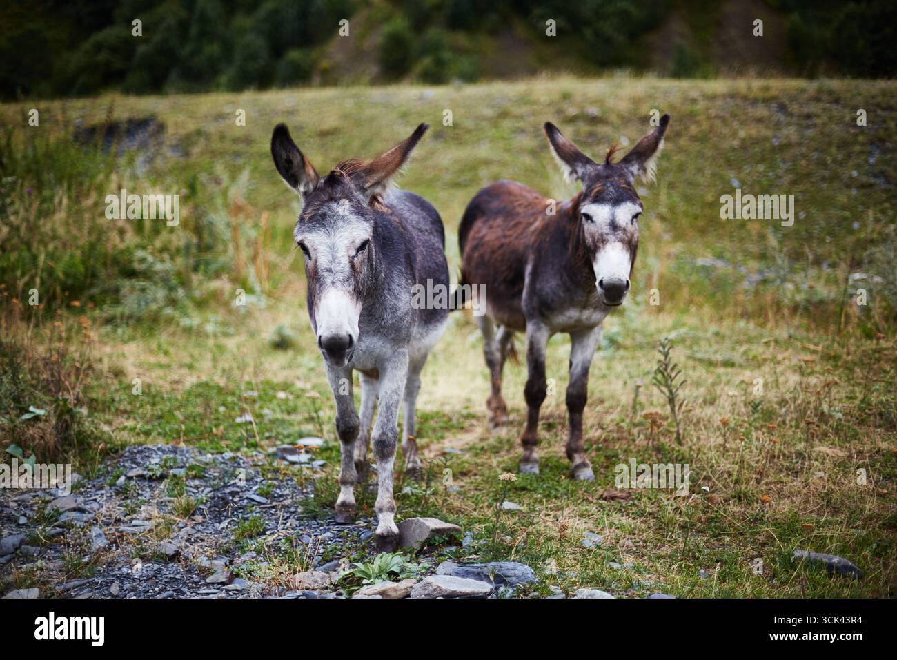 Two donkeys standing on grassy field with rocky patches, both animals ...
