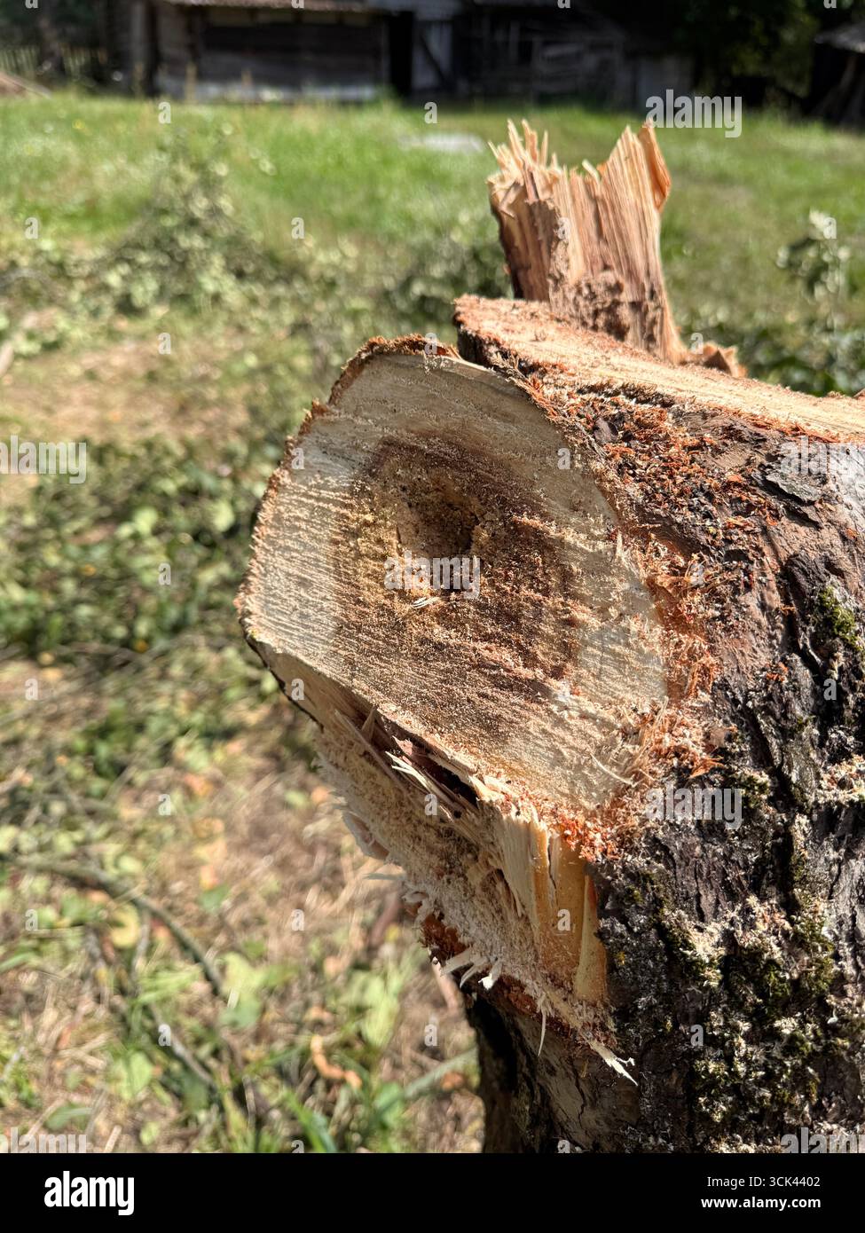 Apple tree trunk cut. The core of the trunk is rotten. Garden care ...