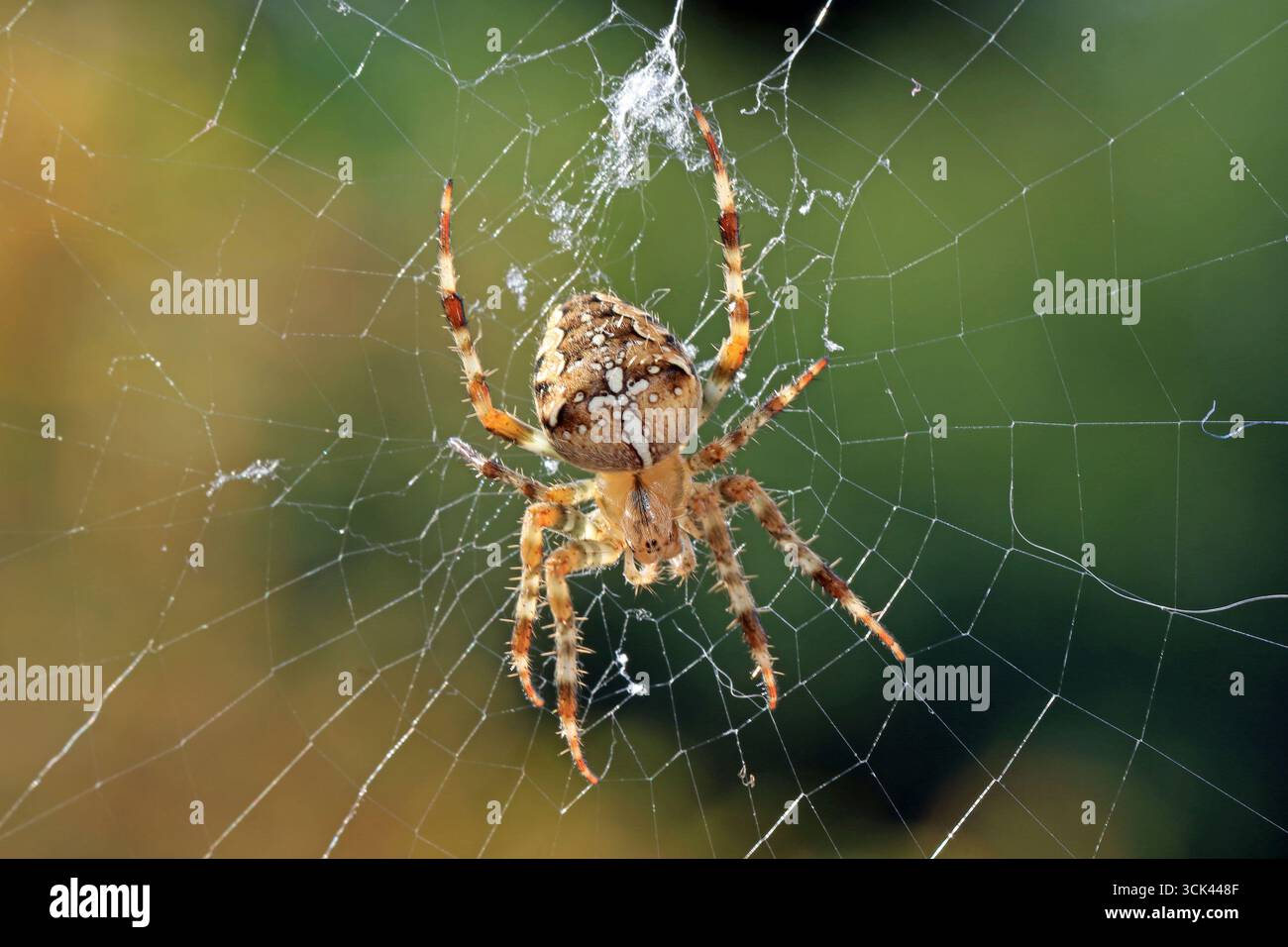 European Garden Spider, Cross Orbweaver, Cross Spider (Araneus ...