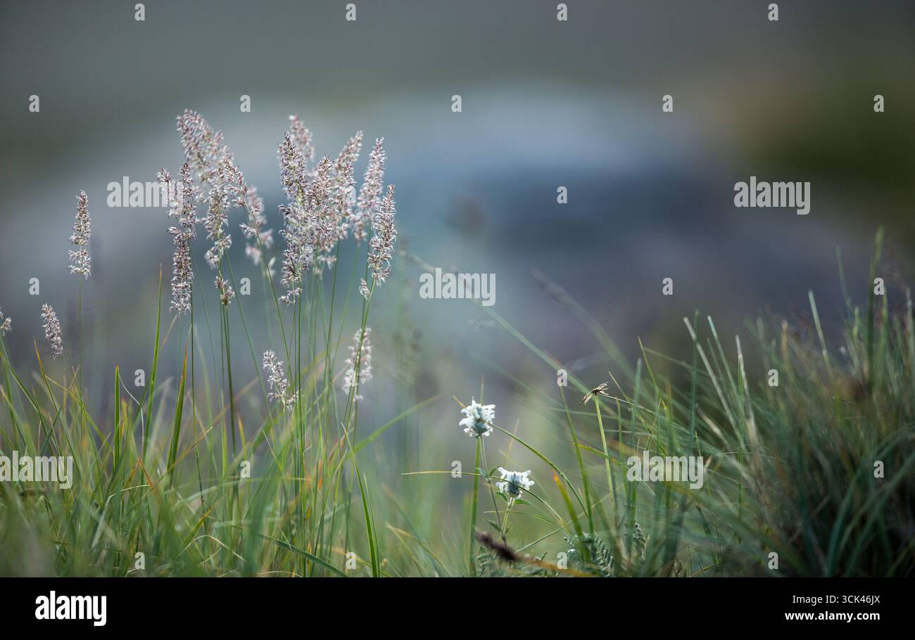 View sun kissed grasses hi-res stock photography and images - Alamy