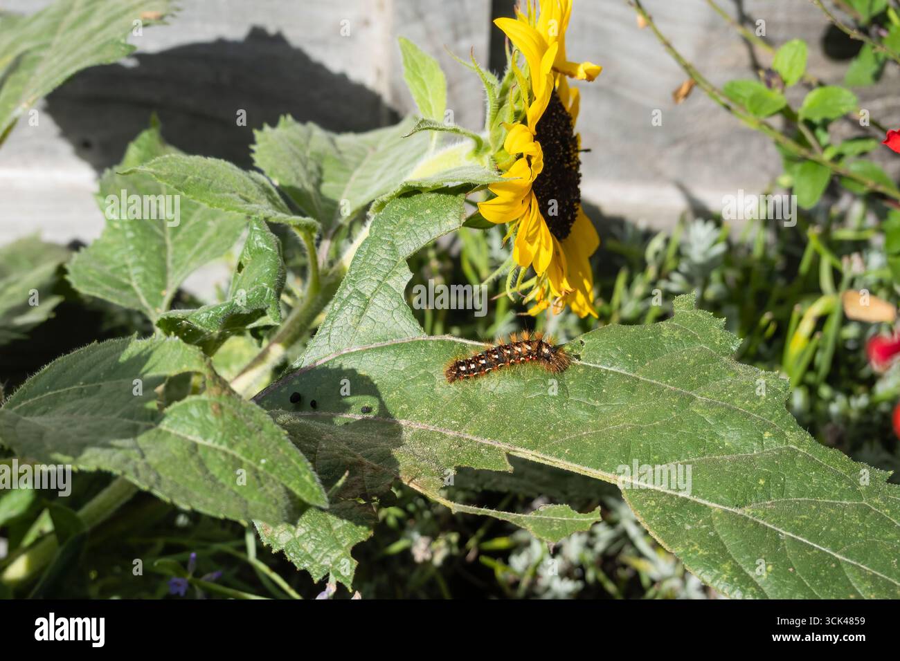 Knot grass moth caterpillar, Acronicta rumicis feeding on a sunflower ...