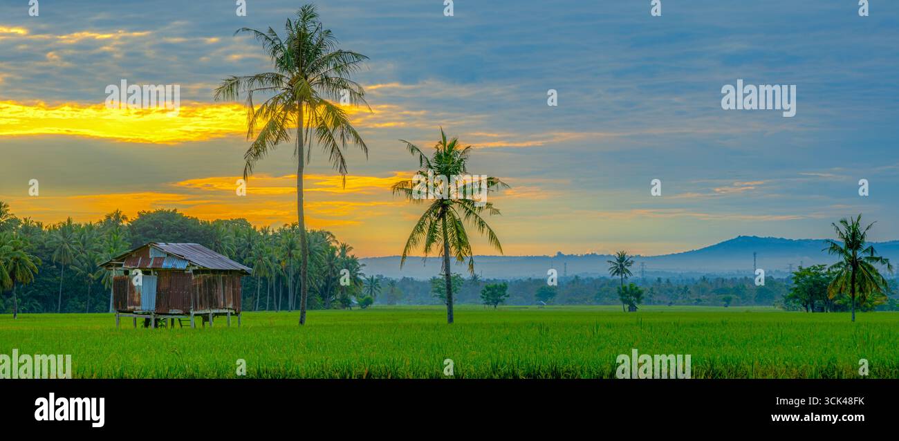 Aerial view of the hut stands amidst the lush paddy fields, palm trees ...