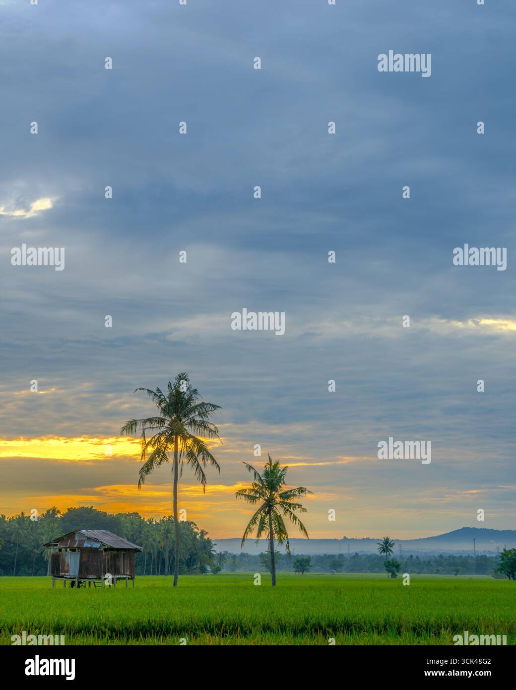 River among trees green rice hi-res stock photography and images - Alamy