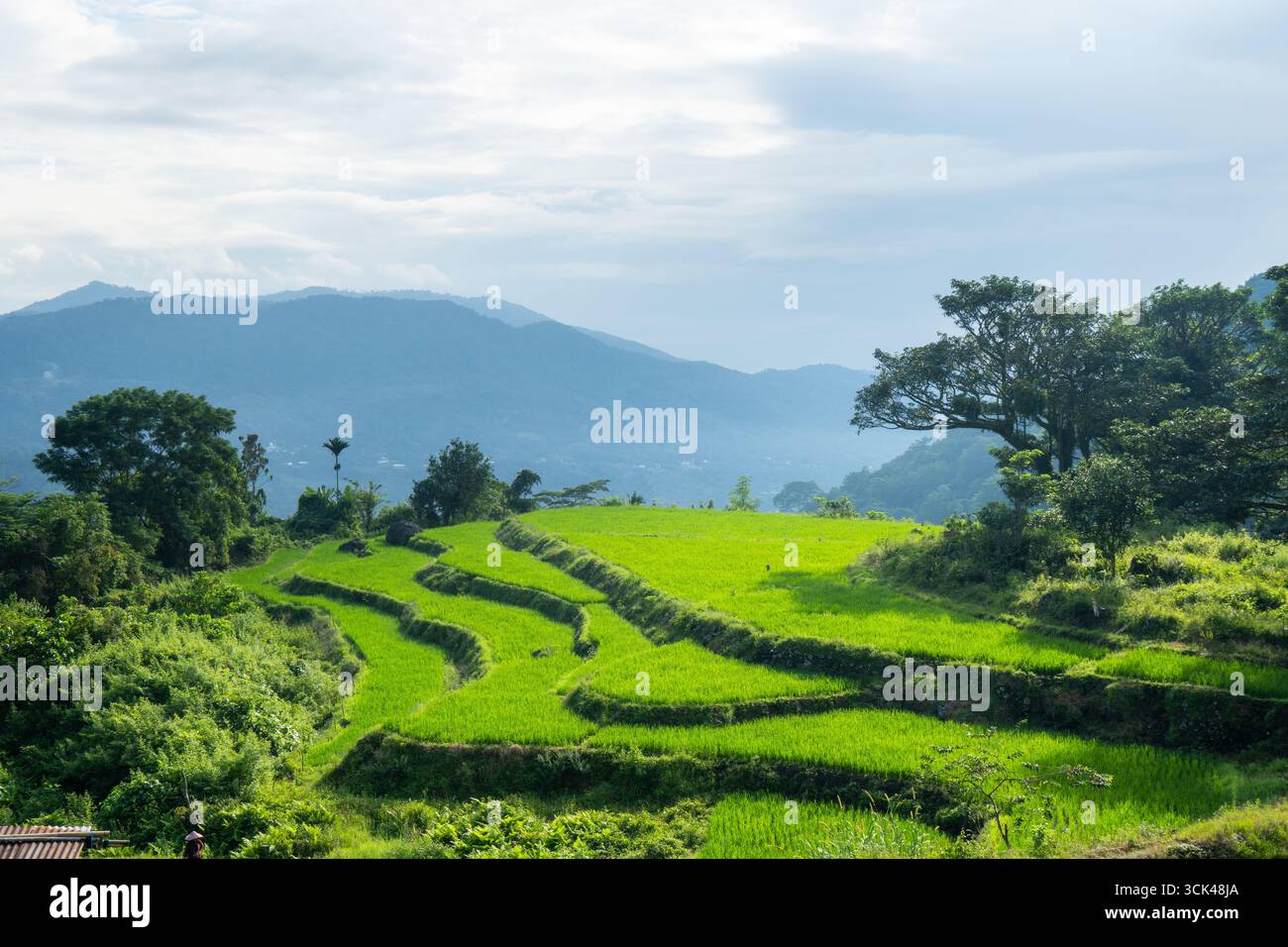 Aerial view of vibrant green rice terraces cascading down the hillside ...