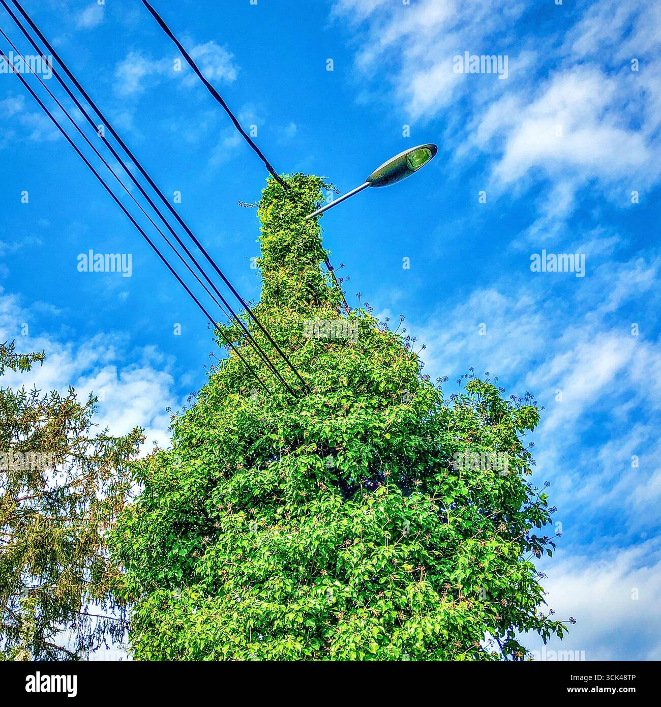 Lamp post climbing plant hi-res stock photography and images - Alamy