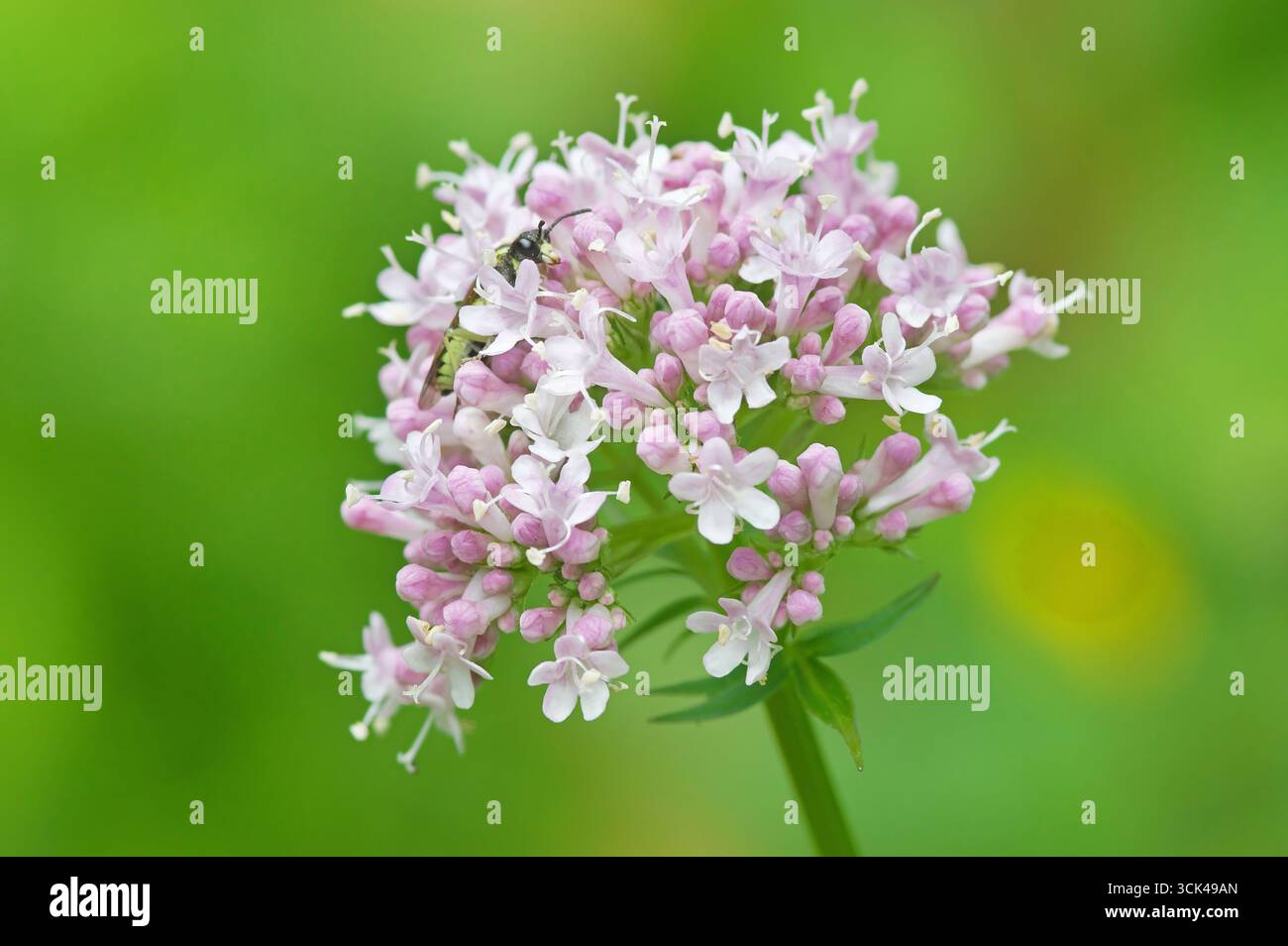 Common Valerian (Valeriana officinalis), flowers. Tyrol, Austria Stock ...