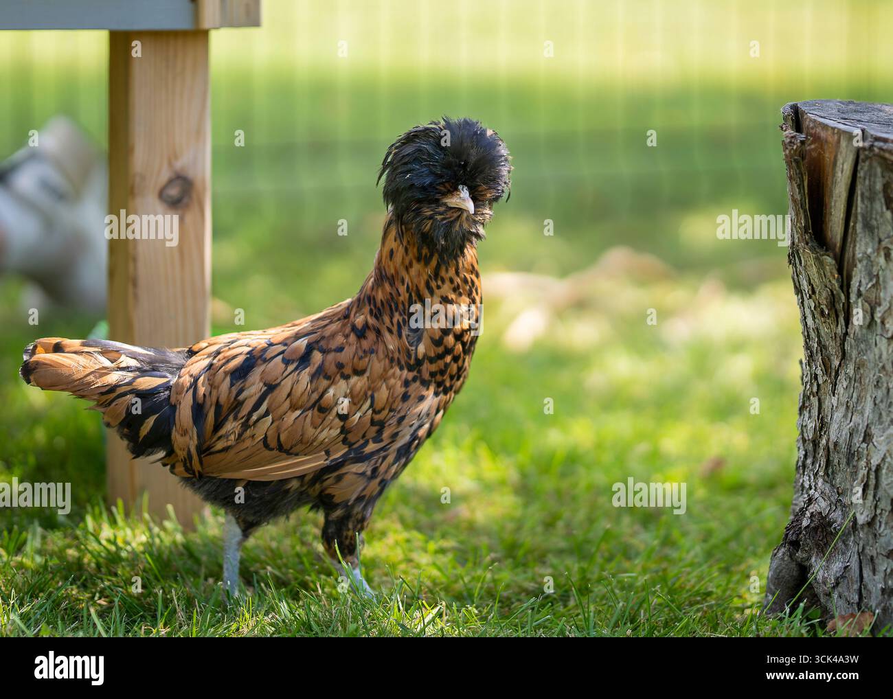 Gallina padovana hi-res stock photography and images - Alamy
