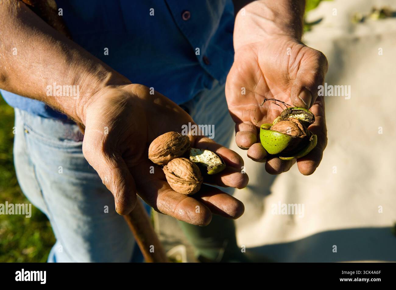 Man holds walnuts and green shells in his hands Stock Photo - Alamy