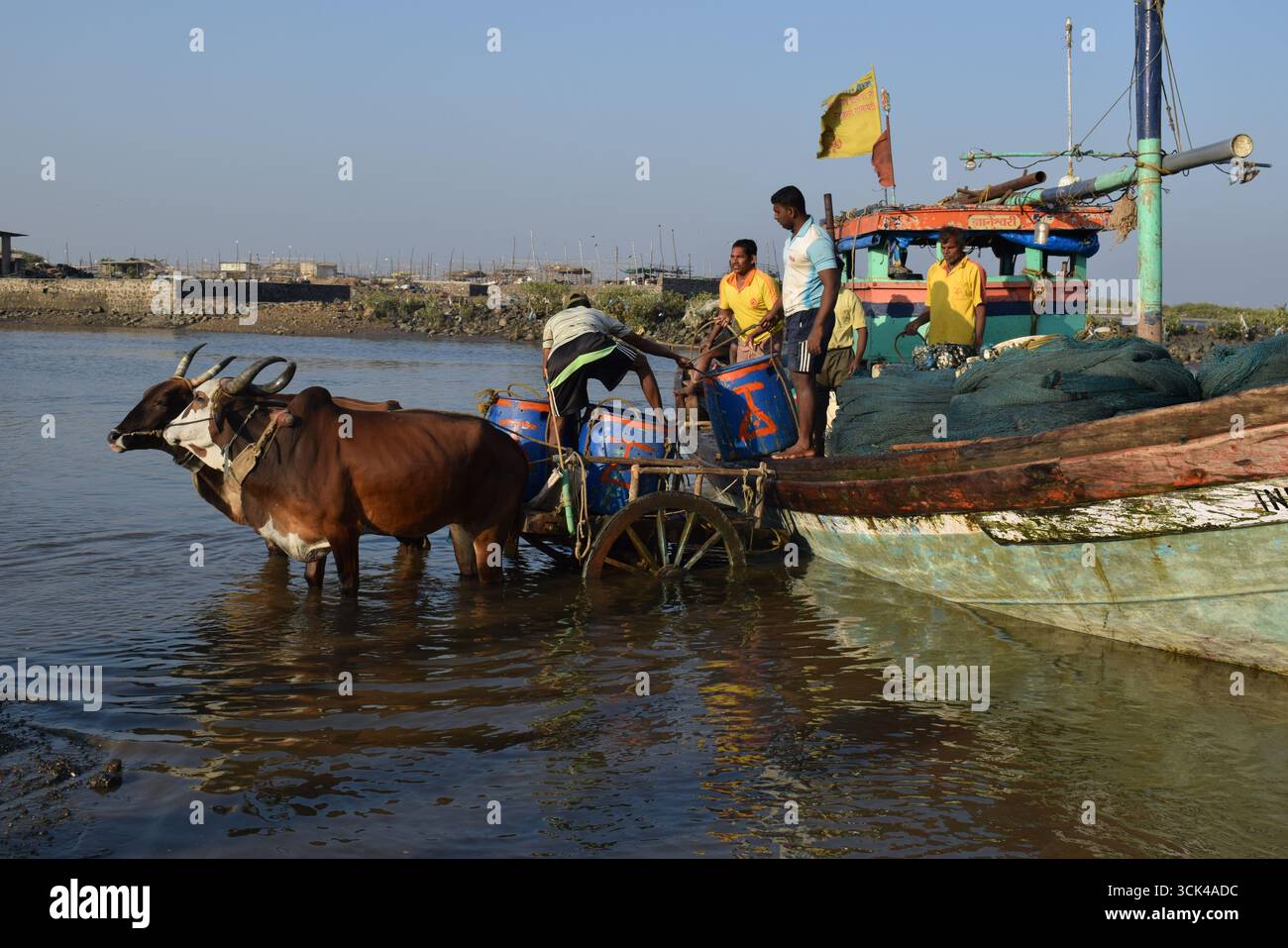 Traditional fishing boats arrive on the Mumbai coast of India with ...