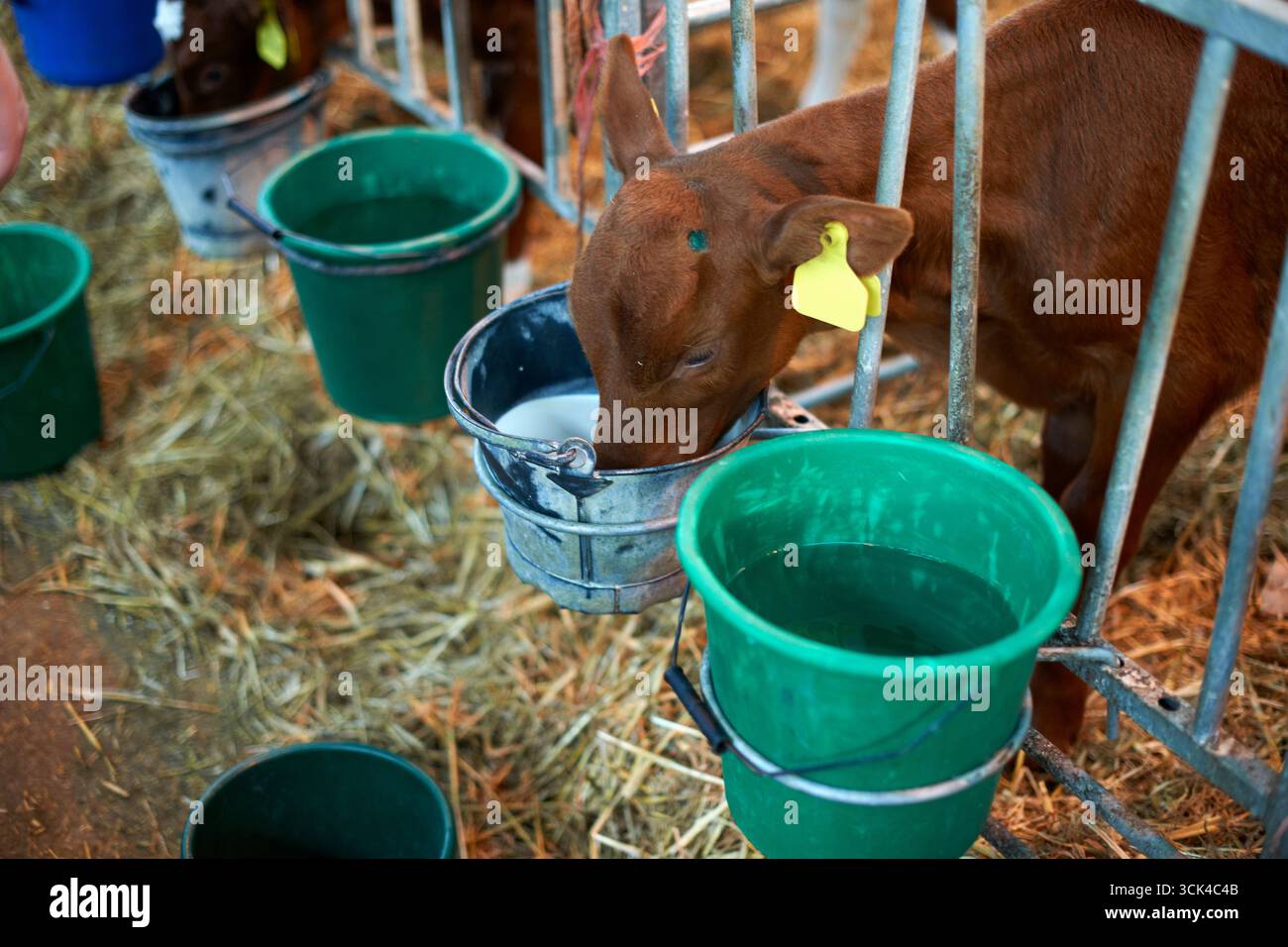 Drunk calf hi-res stock photography and images - Alamy