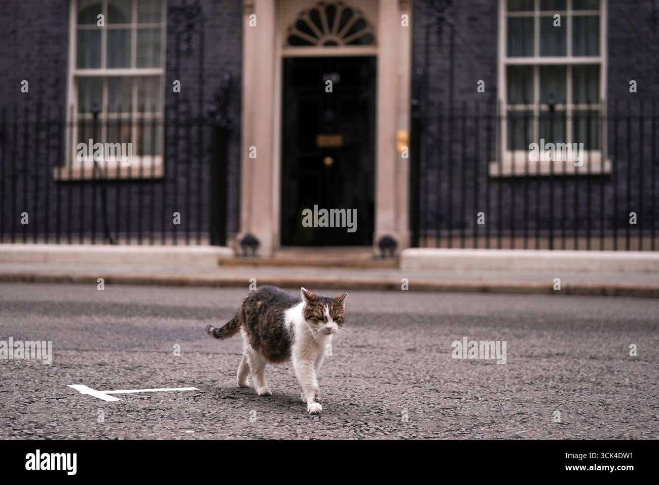Larry the cat, Britain's Chief Mouser walks outside 10 Downing Street ...