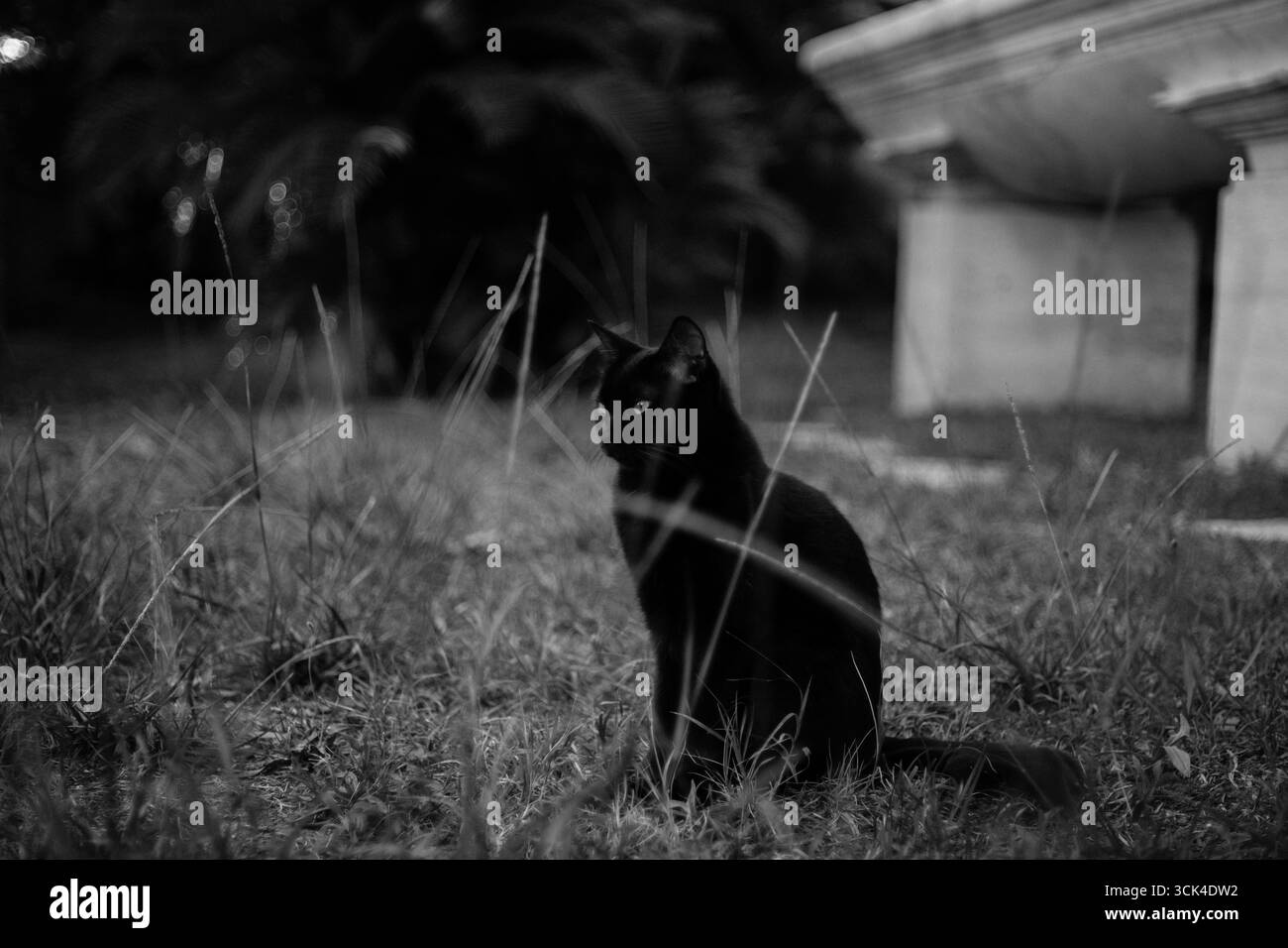 Waiting in the garden Black and White Stock Photos & Images - Alamy