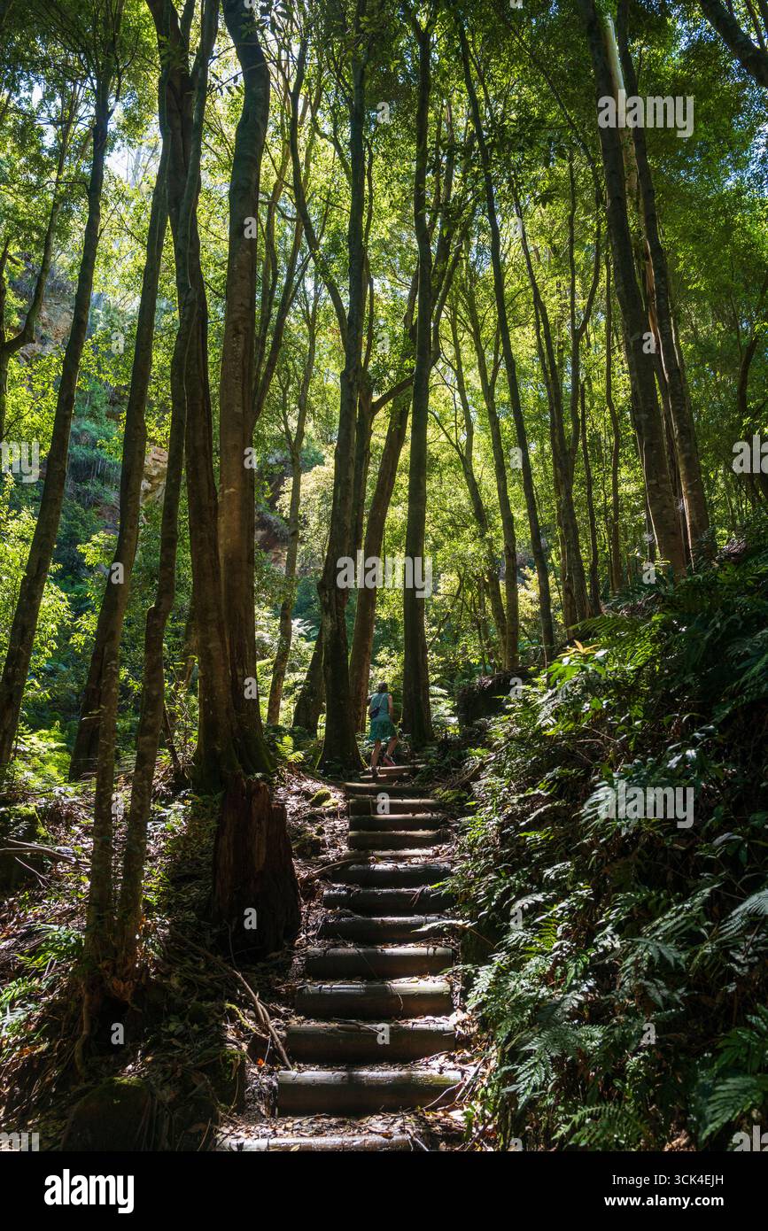 Fern tree bower hi-res stock photography and images - Alamy