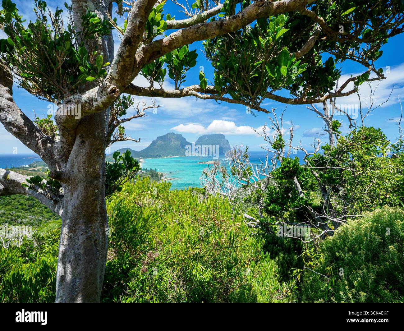 Mount Lidgbird and Mount Gower seen through coastal trees on Lord Howe ...