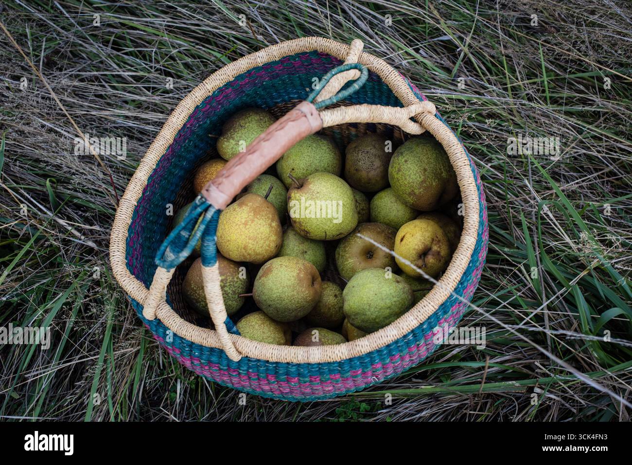 Overhead view of harvested pears in basket Stock Photo - Alamy