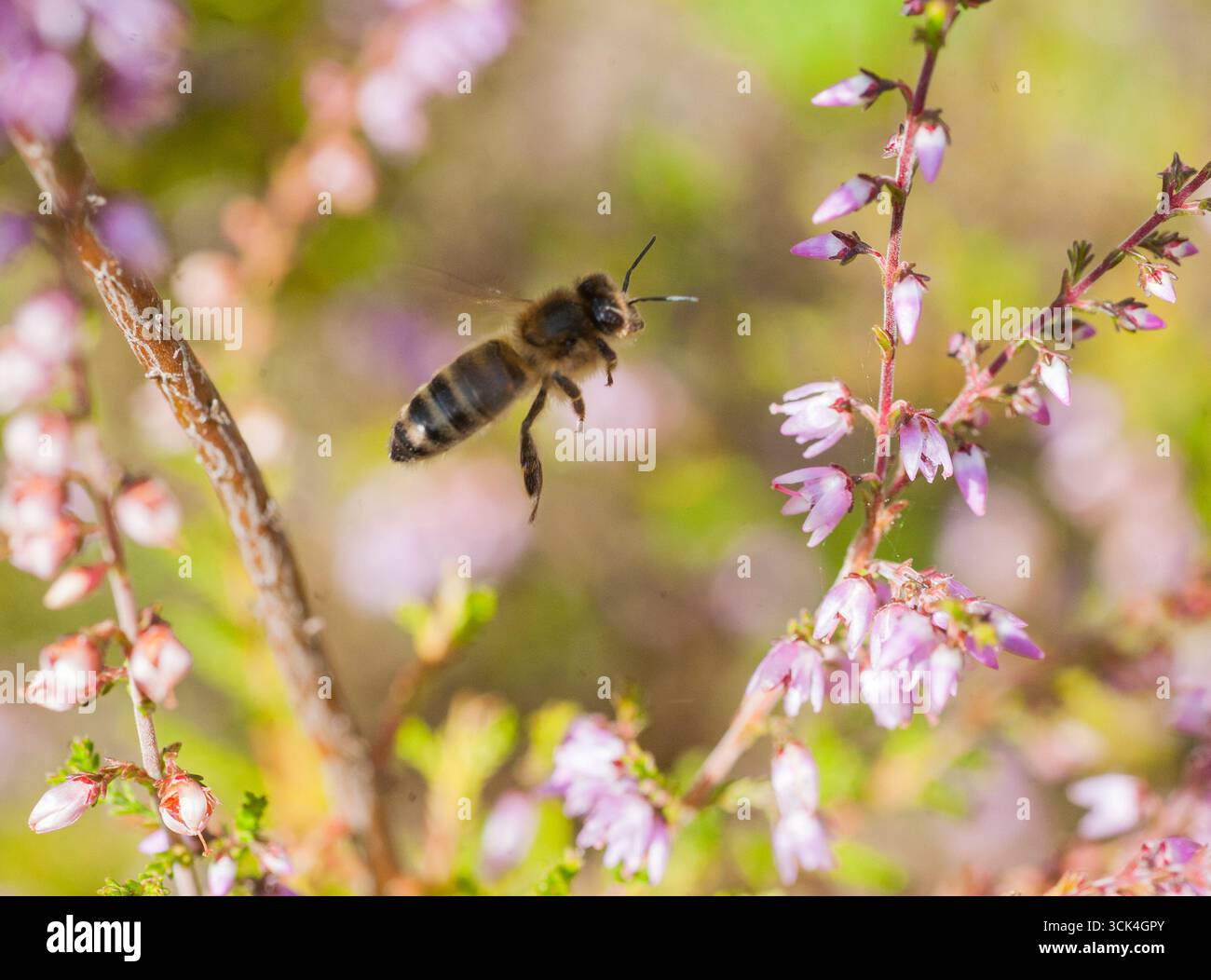 Honey bee western apis hi-res stock photography and images - Alamy