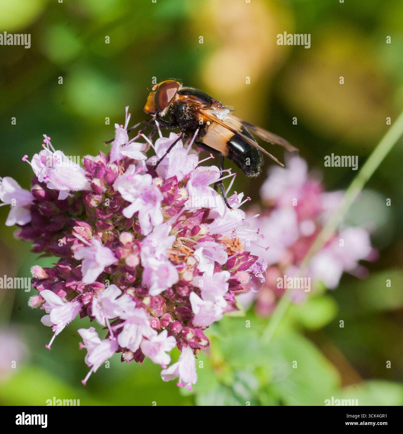 Volucella pellucens pellucid fly hi-res stock photography and images ...
