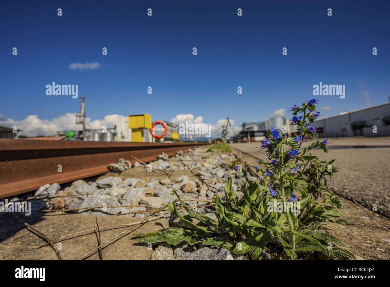 A small, flowering plant grows near railway tracks in an industrial ...