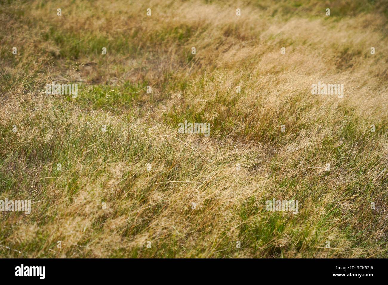 Dry grass waving in wind. Netherlands Stock Photo - Alamy