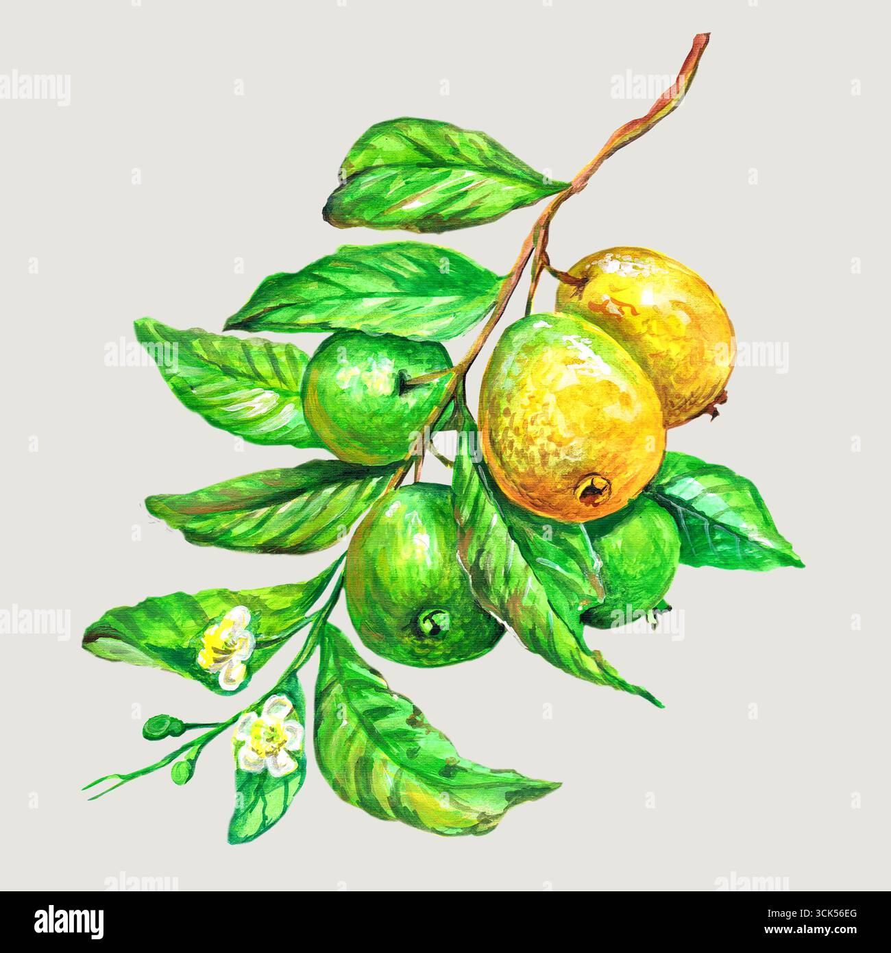 Concept illustration of guava hand draw water colour style , fit for ...