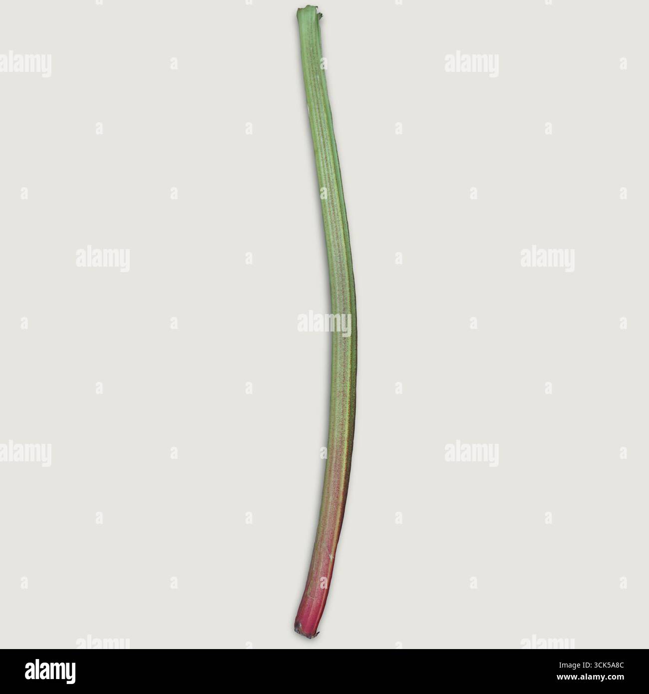 Slender curved stalk hi-res stock photography and images - Alamy