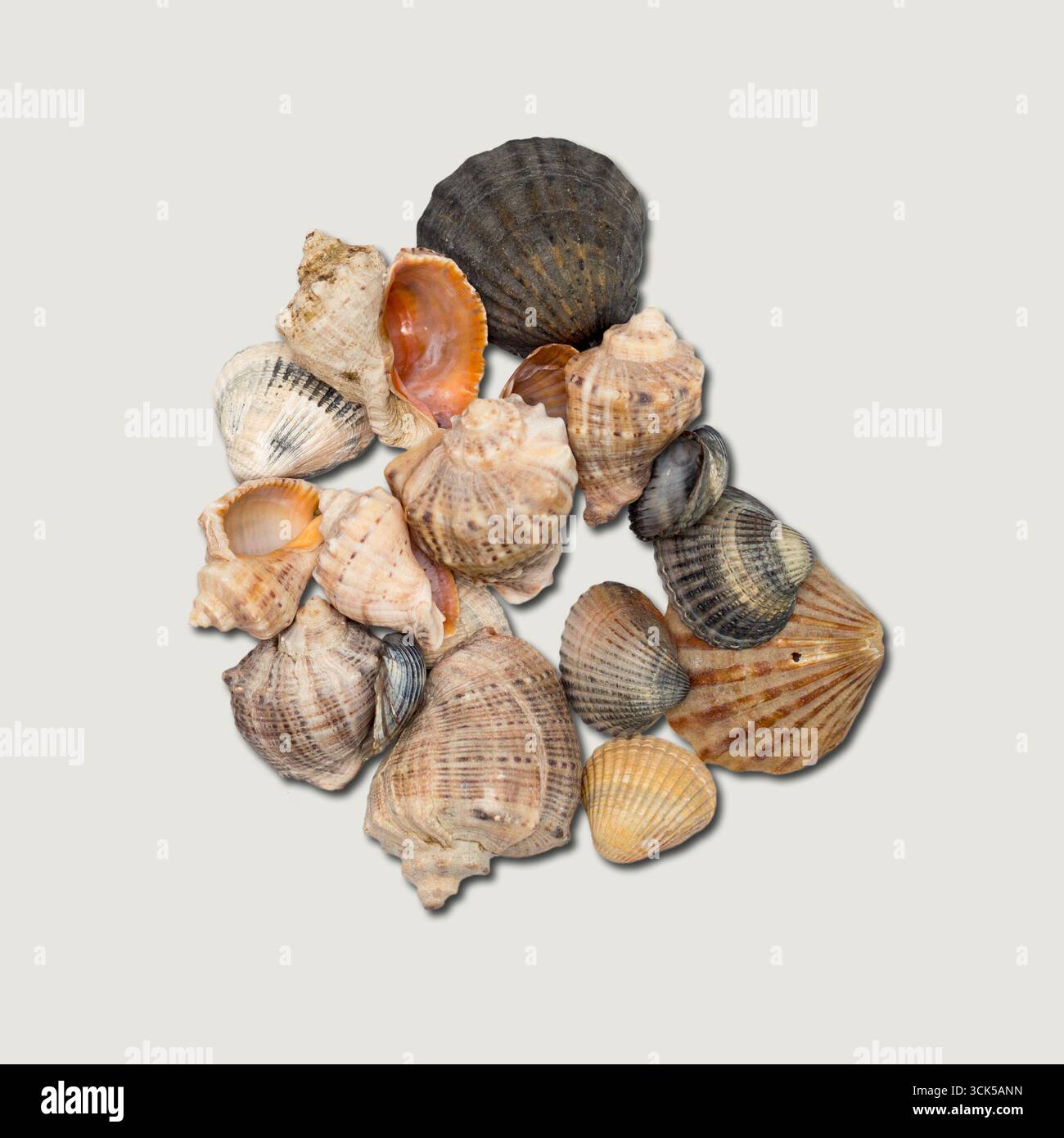 Showcasing different shell colors hi-res stock photography and images ...