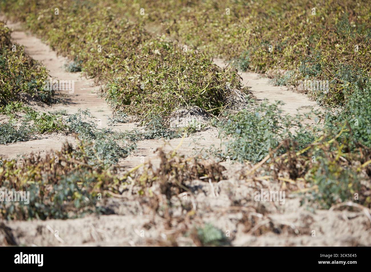 Dried-out plants in a potato field, signs of climate change Stock Photo ...