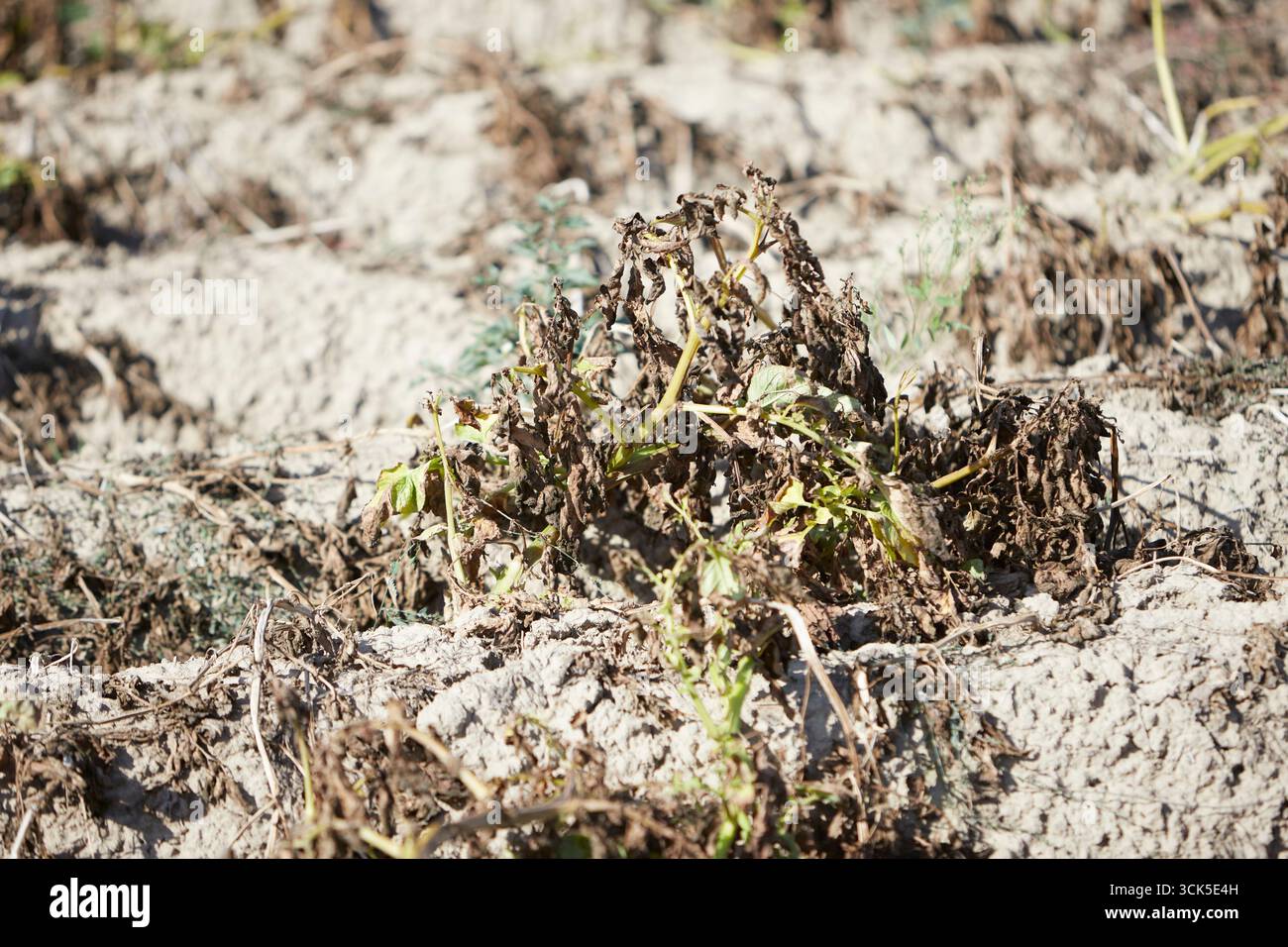 Dried-out plants in a potato field, signs of climate change Stock Photo ...