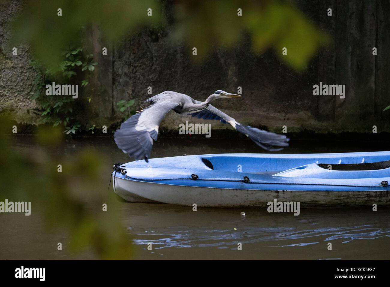 10 September 2025, Baden-Württemberg, Eßlingen: A gray heron flies over ...