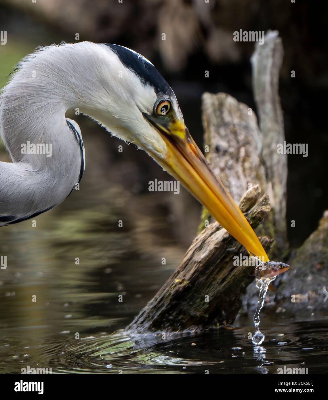 A Heron catches a small fish at Lochend Park, Edinburgh Credit: Ian ...