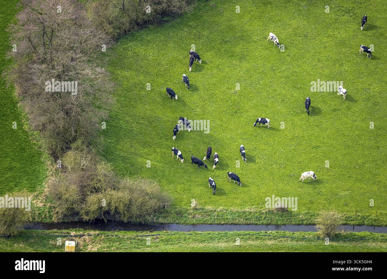 Aerial photo, grazing cows on a pasture, Borghees, Emmerich am Rhein ...