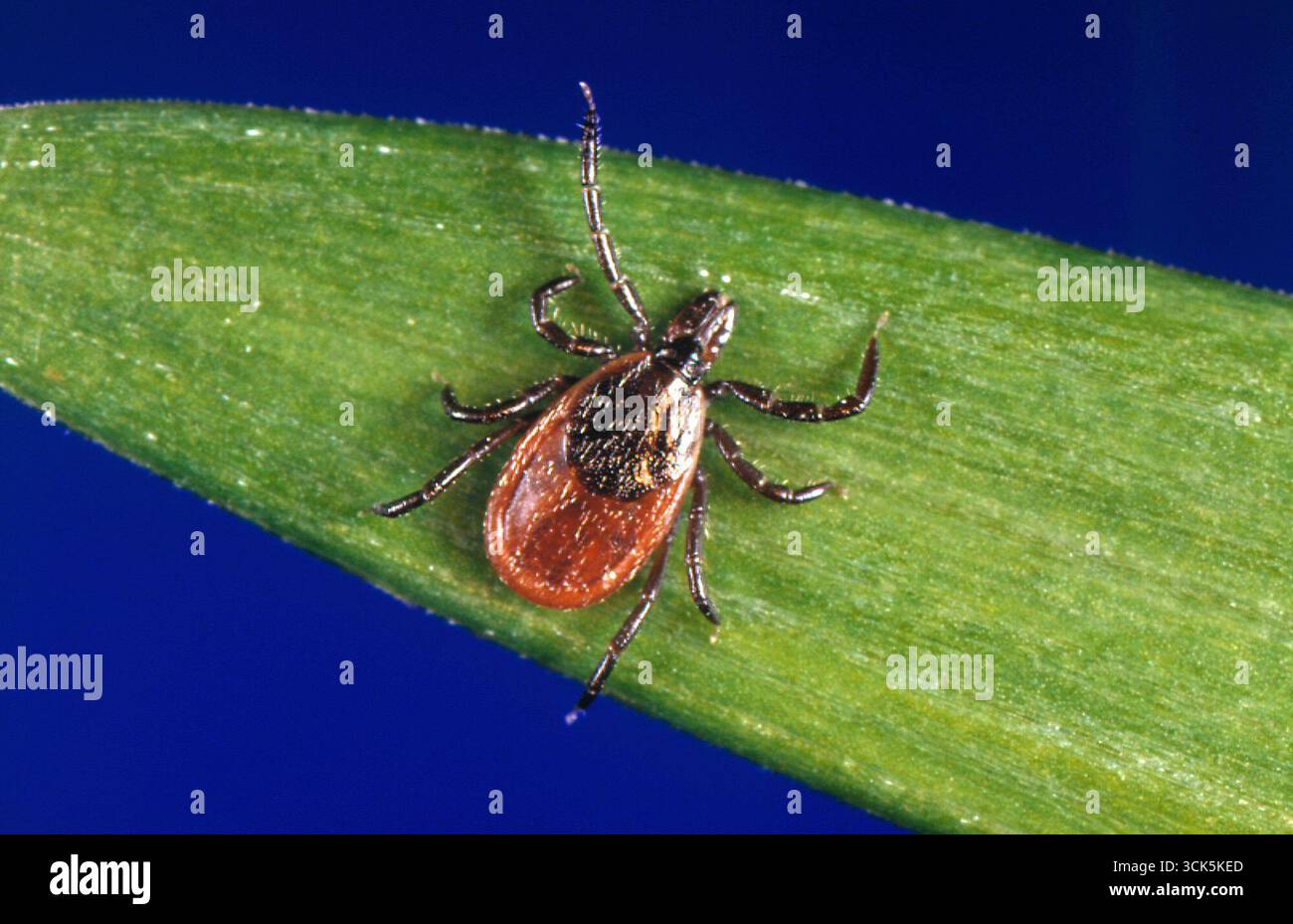 FILE - This undated photo provided by the U.S. Centers for Disease ...