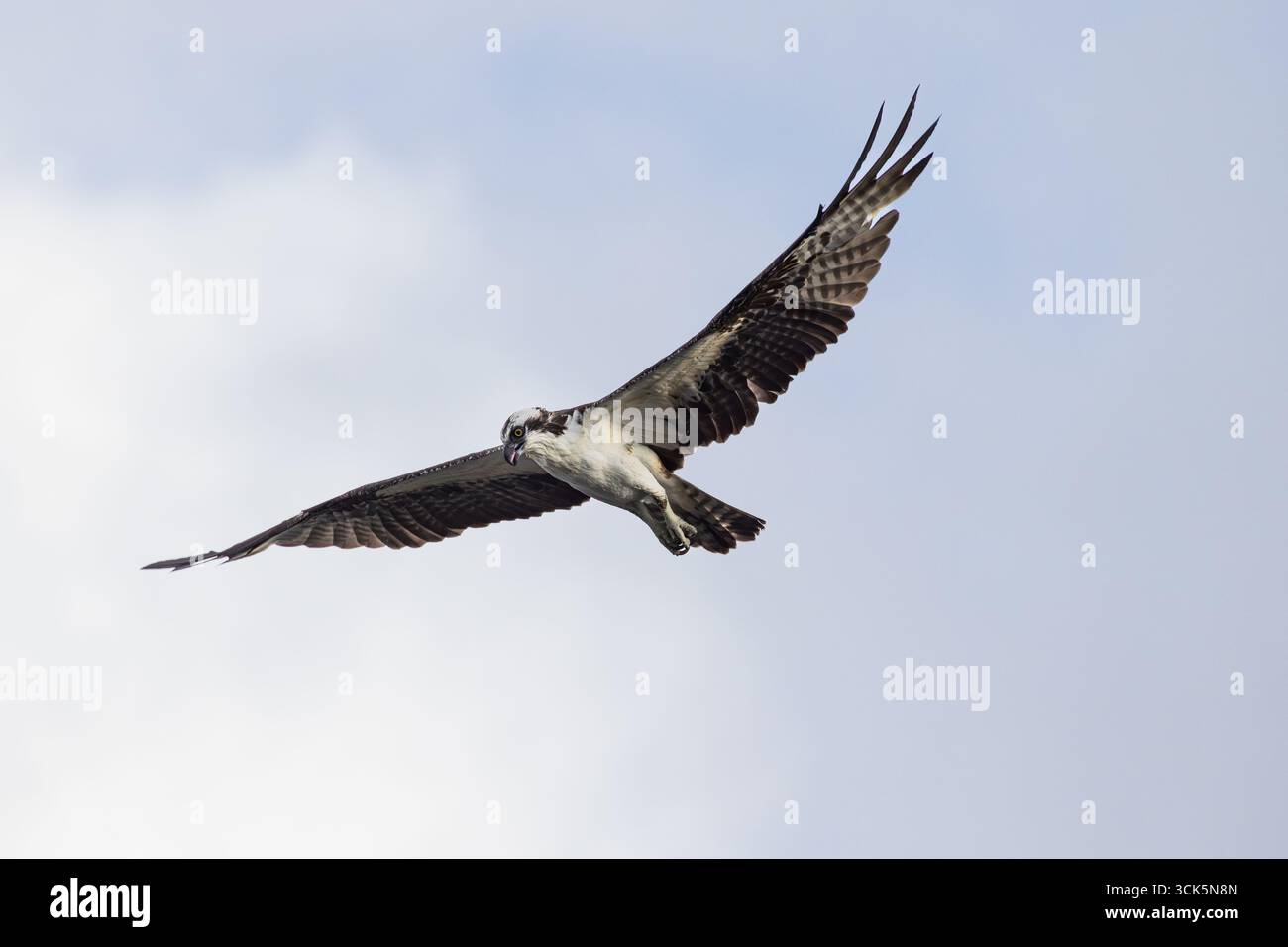 Osprey fishing hawk flying high in the sky Stock Photo - Alamy