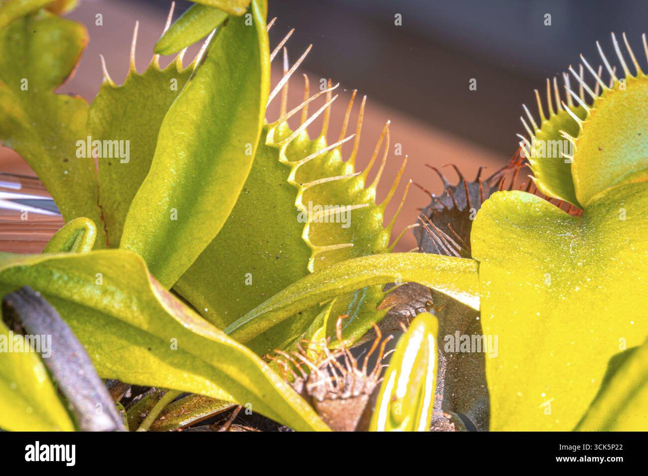 Close-up of a green Venus flytrap with visible teeth, Jena, Thuringia ...