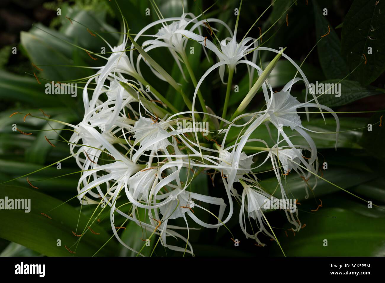 Hymenocallis speciosa - the green-tinge spiderlily with white blooming ...