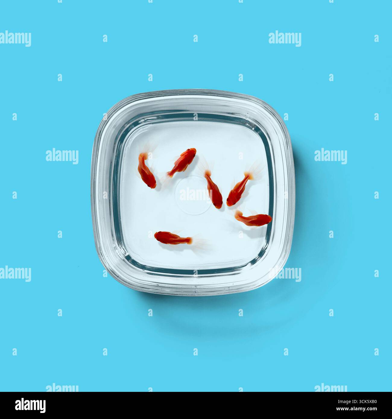 A clear container holds several small goldfish swimming in water ...