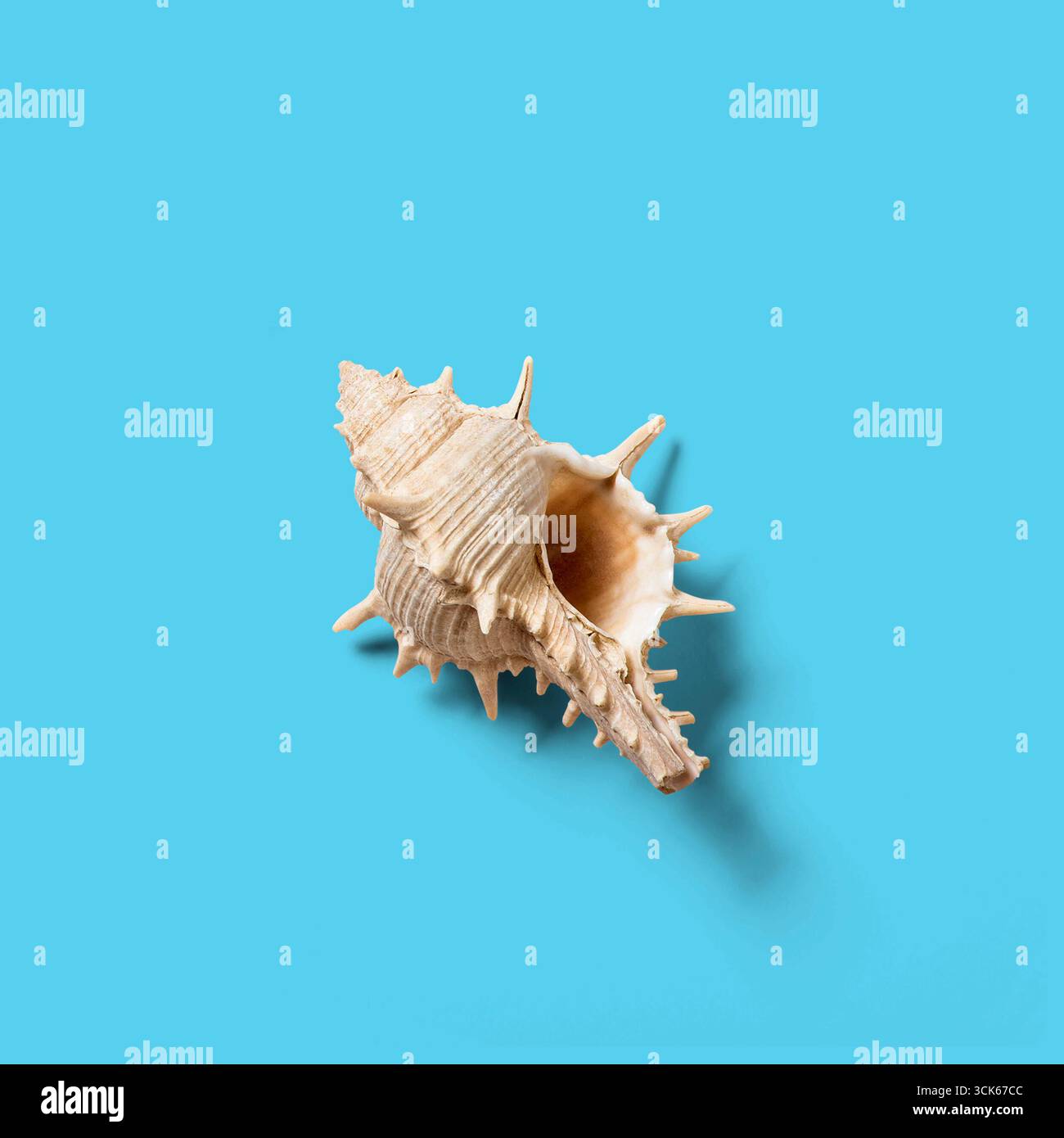 Showcasing intricate spiky textures hi-res stock photography and images ...
