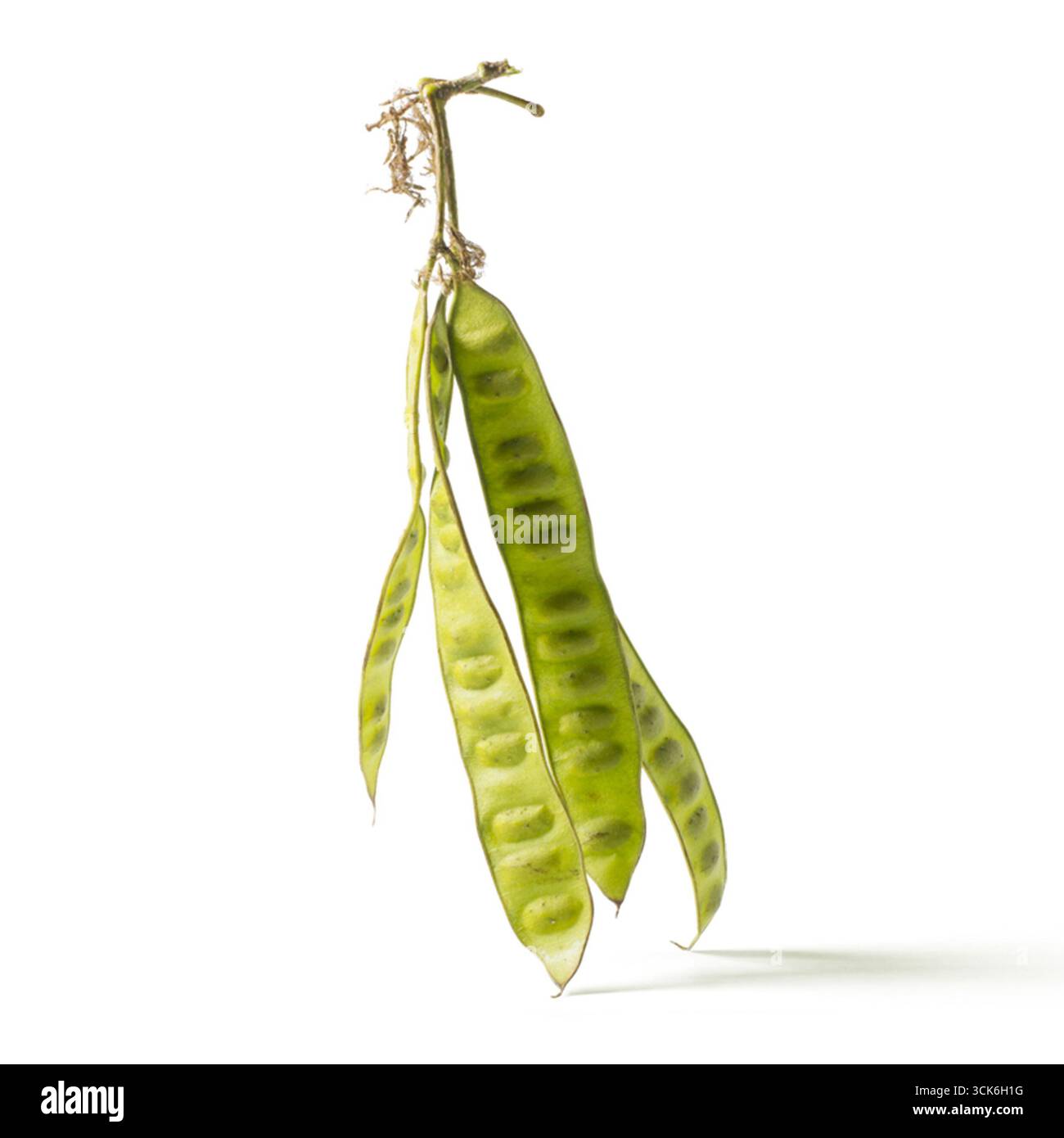 A cluster of green pea pods hanging, showcasing their natural texture ...