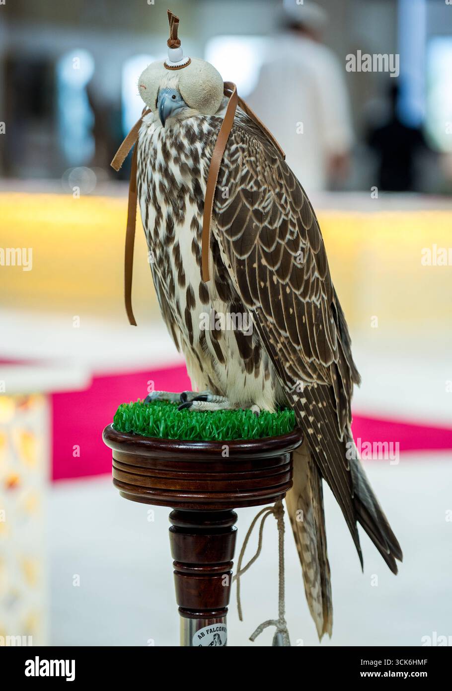 KATARA INTERNATIONAL HUNTING AND FALCONS EXHIBITION 2025 A falcon is ...