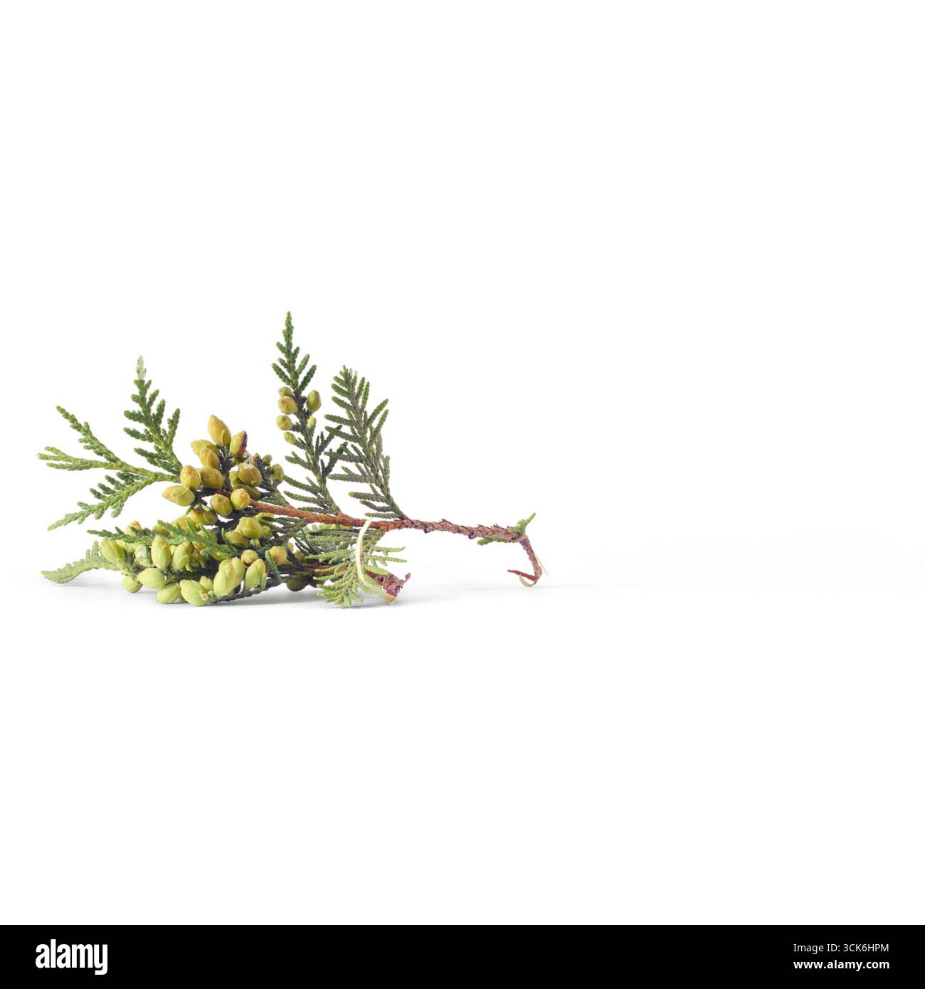 Environment greenery nature peaceful Cut Out Stock Images & Pictures ...