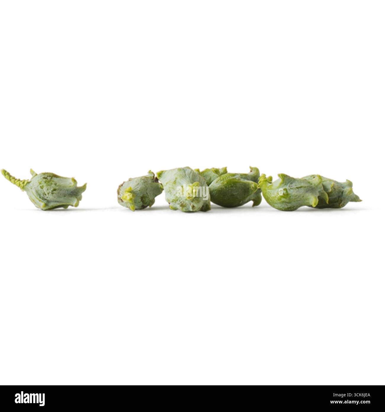 Vibrant organic shapes in green Cut Out Stock Images & Pictures - Alamy