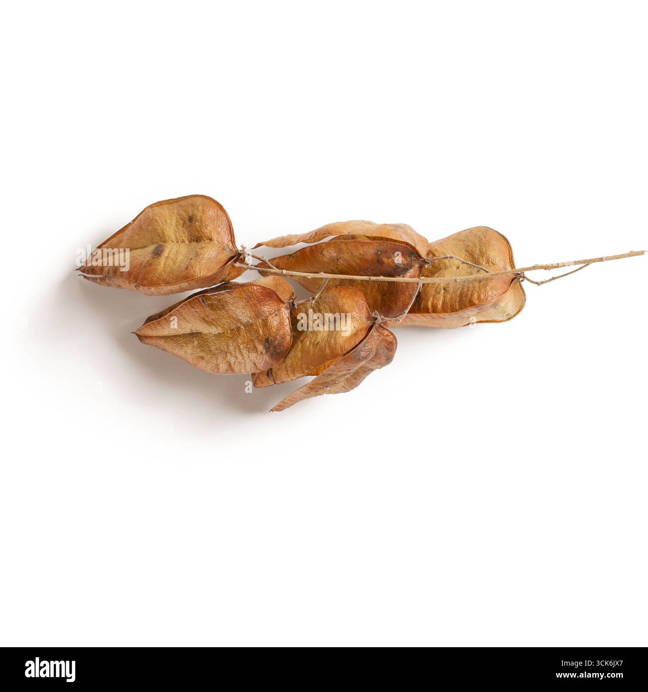 A cluster of dried seed pods showcasing natural textures and shapes ...