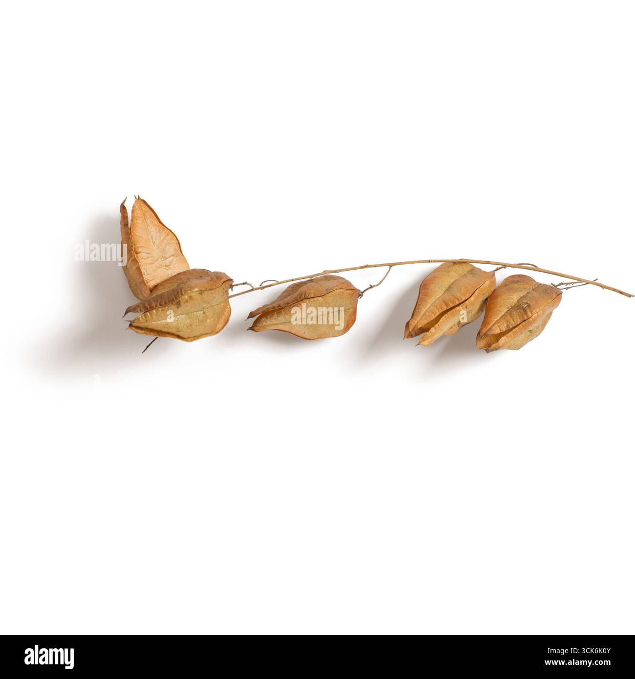 Seed pods showcasing hi-res stock photography and images - Alamy