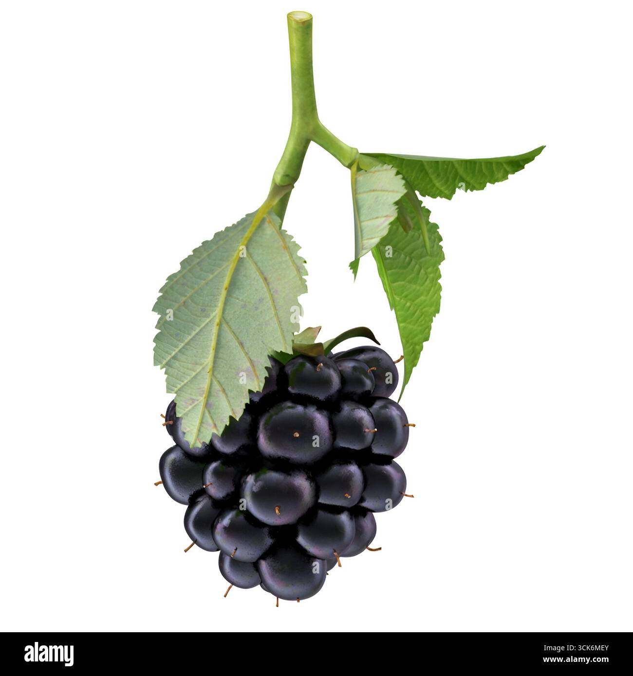 A cluster of ripe blackberries attached to a green stem with leaves ...