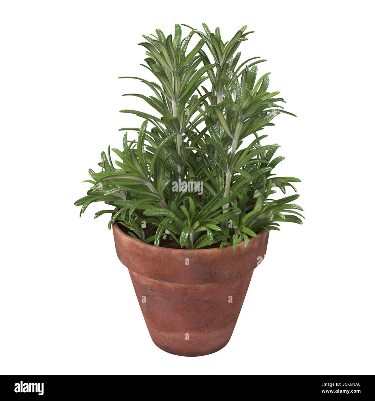 A green potted plant with multiple stems in a terracotta pot, adding a ...