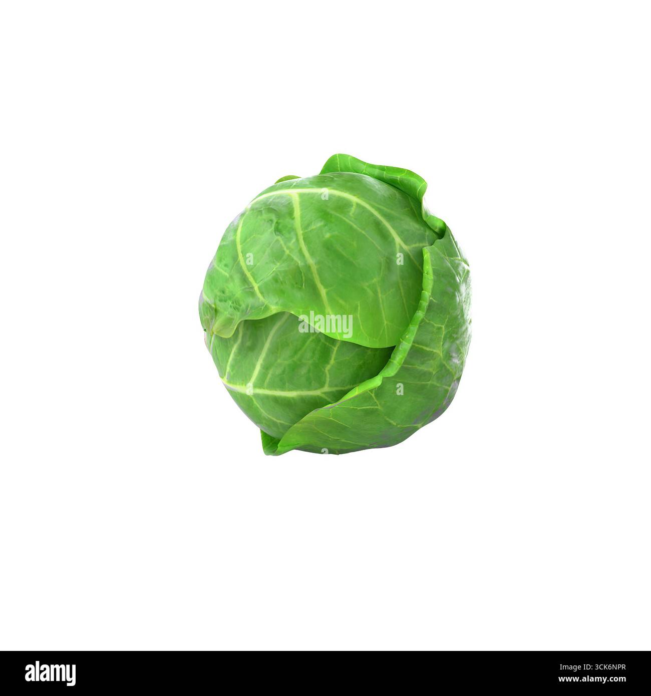 A fresh green cabbage with tightly packed leaves, showcasing its ...