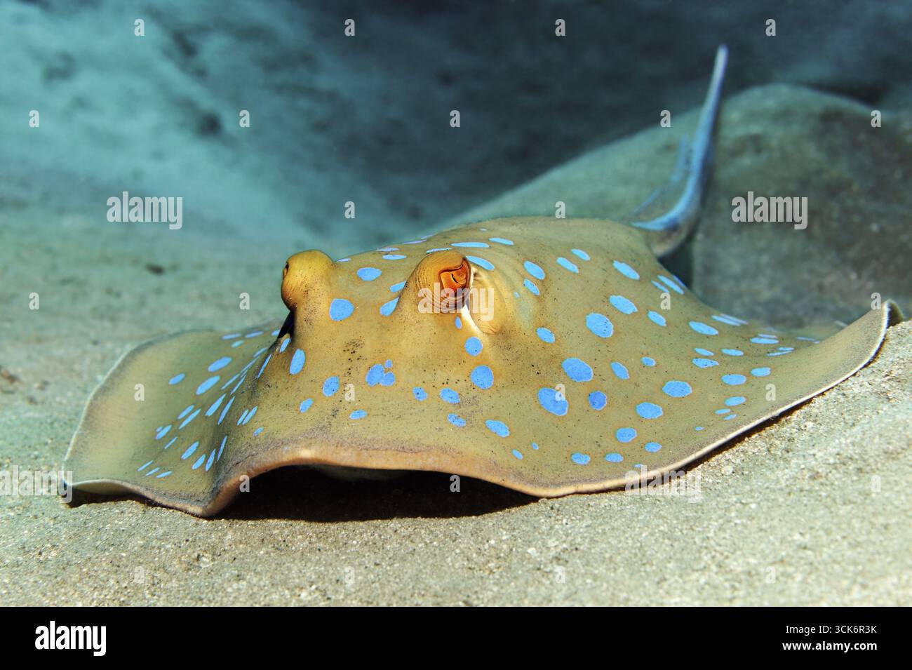 Blue spotted stingray (Taeniura lymma) from the front, lying on sandy ...