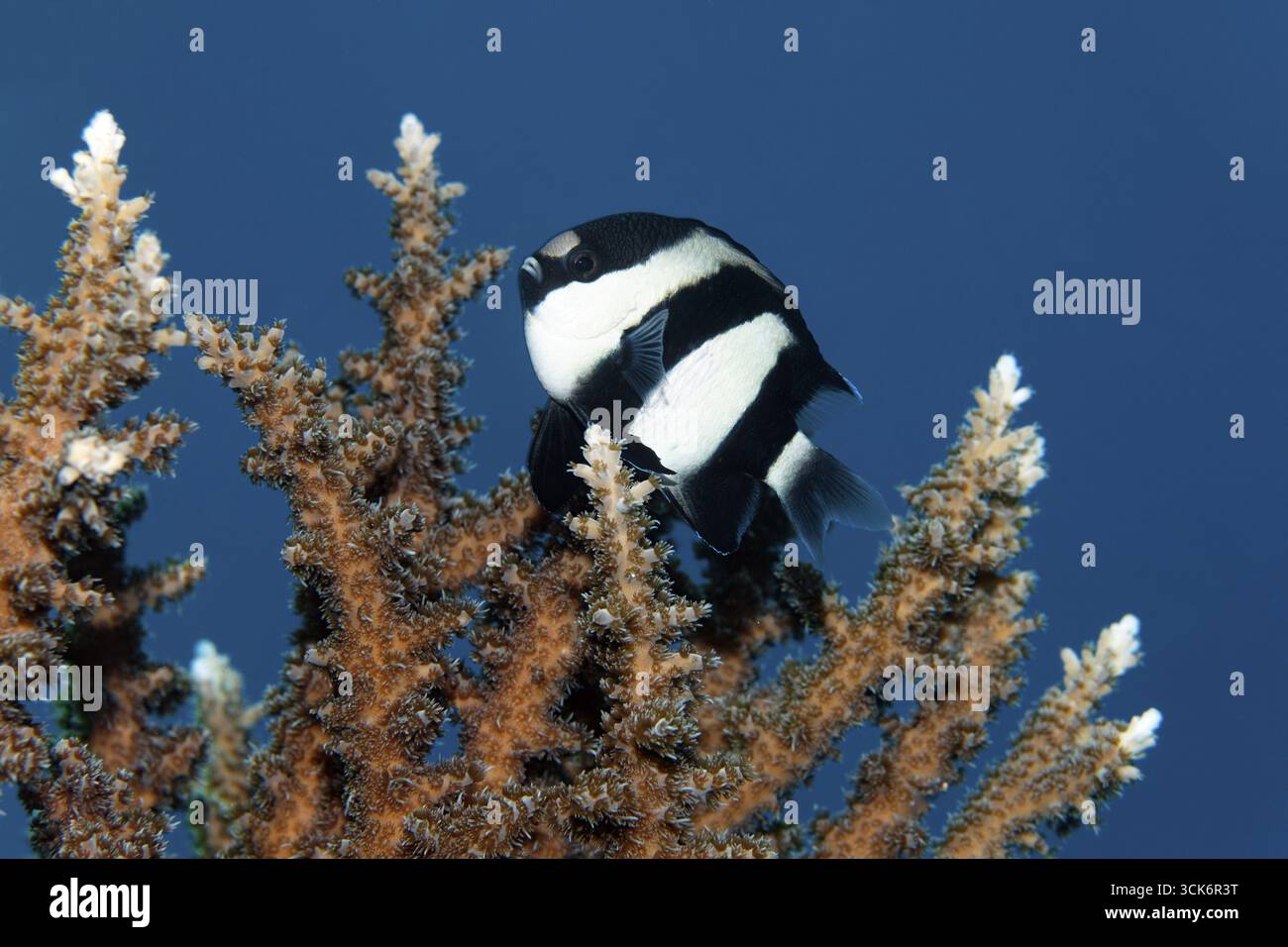 Three-banded damselfish (Dascyllus aruanus), Red Sea, Sharm el Sheik ...